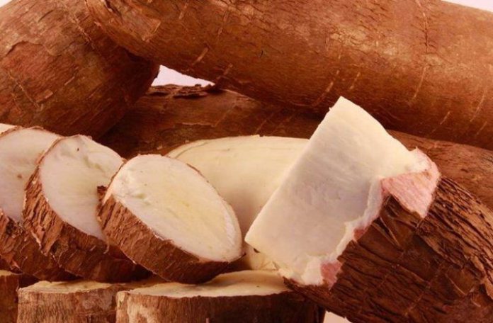 ¿Qué es la mandioca amarga que puede causar la muerte en menos de 24 ...